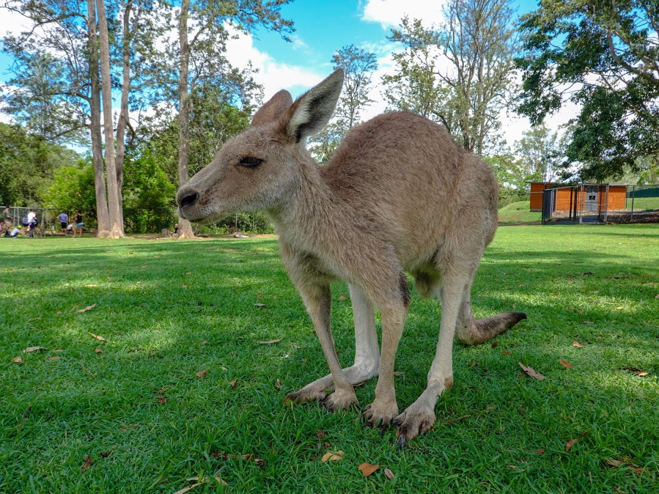 Khám phá xứ sở Kangaroo - Redstar Travels